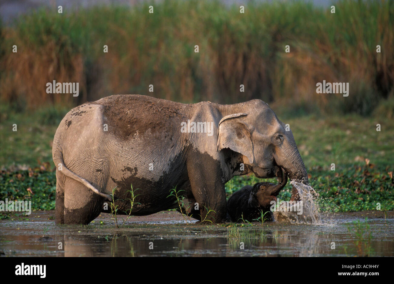 Indian elephant young bathing Elephas maximus Kaziranga NP Assam India ...