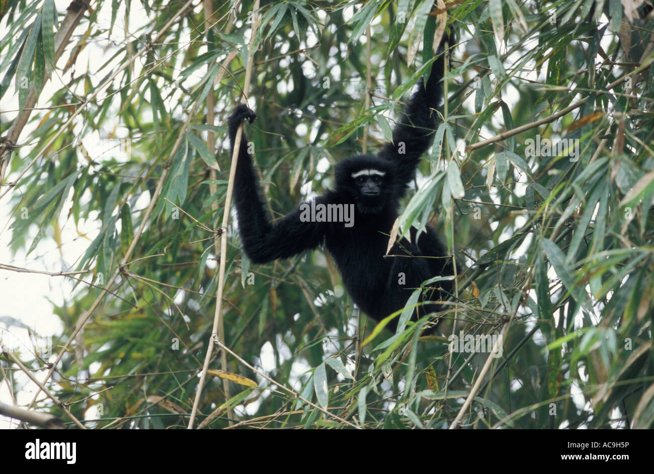 Male White browed hoolock gibbon Hylobates hoolock Panbari FR Assam ...