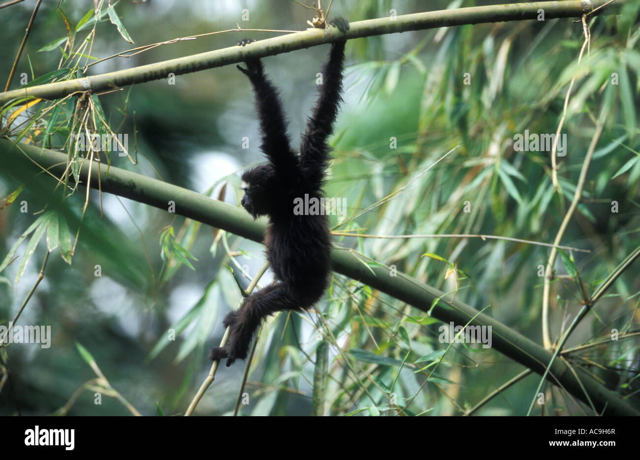 Juvenile White browed hoolock gibbon hanging from branch Panbari FR ...