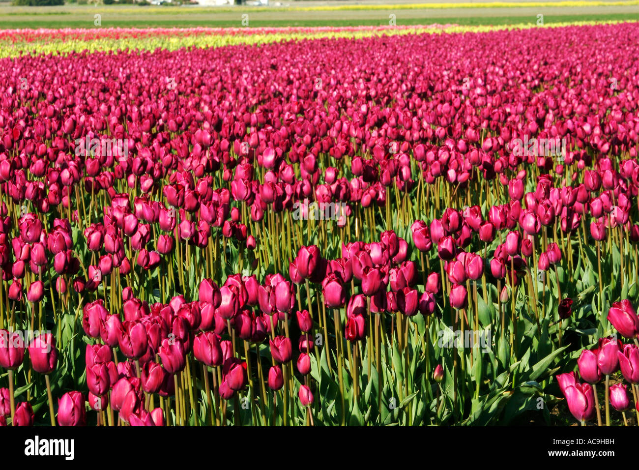 A field of purple tulips at the Skagit Valley Tulip Festival in Mount ...