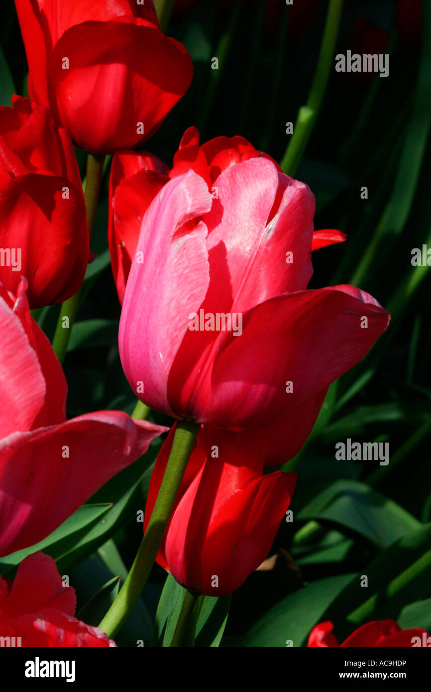 Red tulips in bloom at the Skagit Valley Tulip Festival in Mount Vernon ...