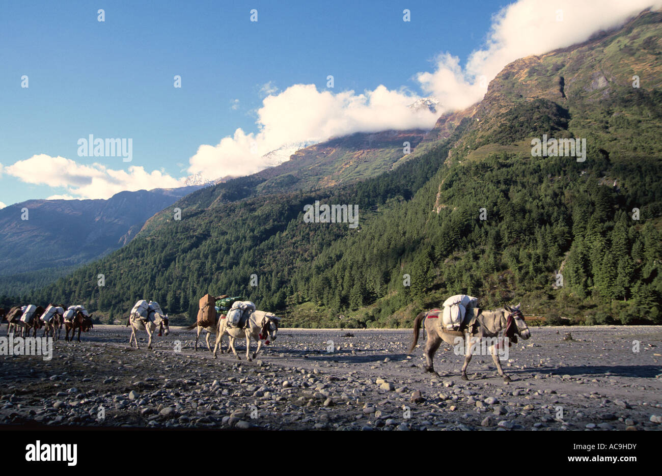Mule caravan in Kali Gandanki riverbed north of Kalopani village Lower ...