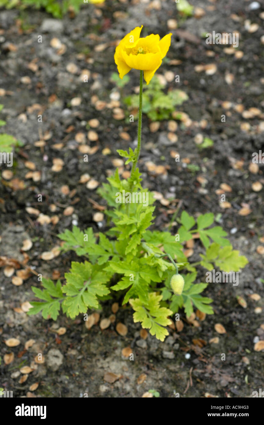 Poppy uk garden hi-res stock photography and images - Alamy