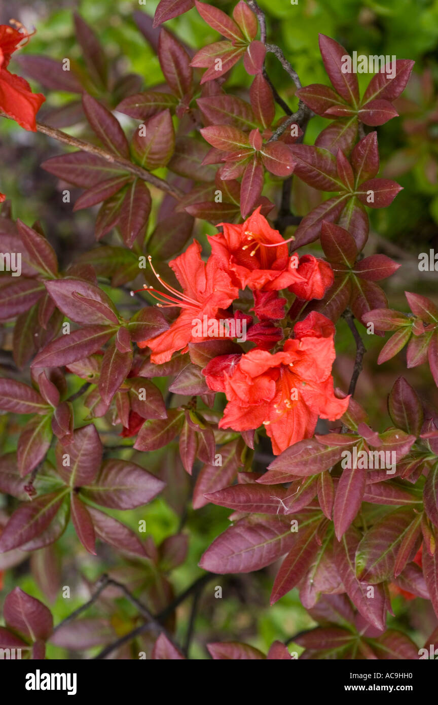 Rhododendron fireball hi-res stock photography and images - Alamy