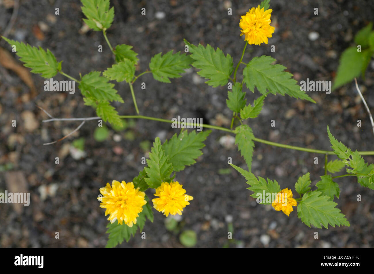 Yellow flowers of Japanese Kerria Rosaceae Kerria Japonica Pleniflora ...