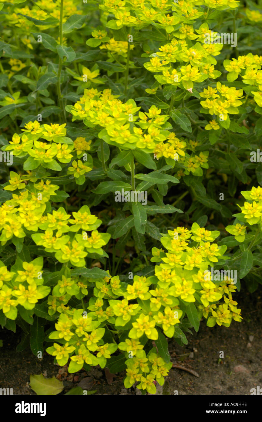 Yellow flowers of Spurge Euphorbiaceae Euphorbia epithymoides Europe ...
