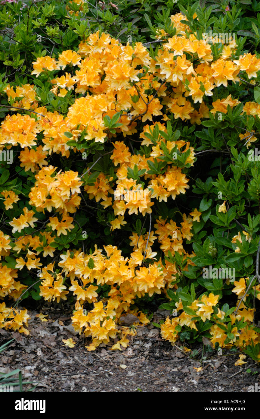 Yellow azalea rhododendron Stock Photo - Alamy