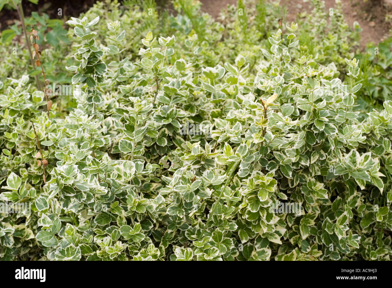 Celastraceae Euonymus fortuneii Emerald Gaiety Stock Photo - Alamy