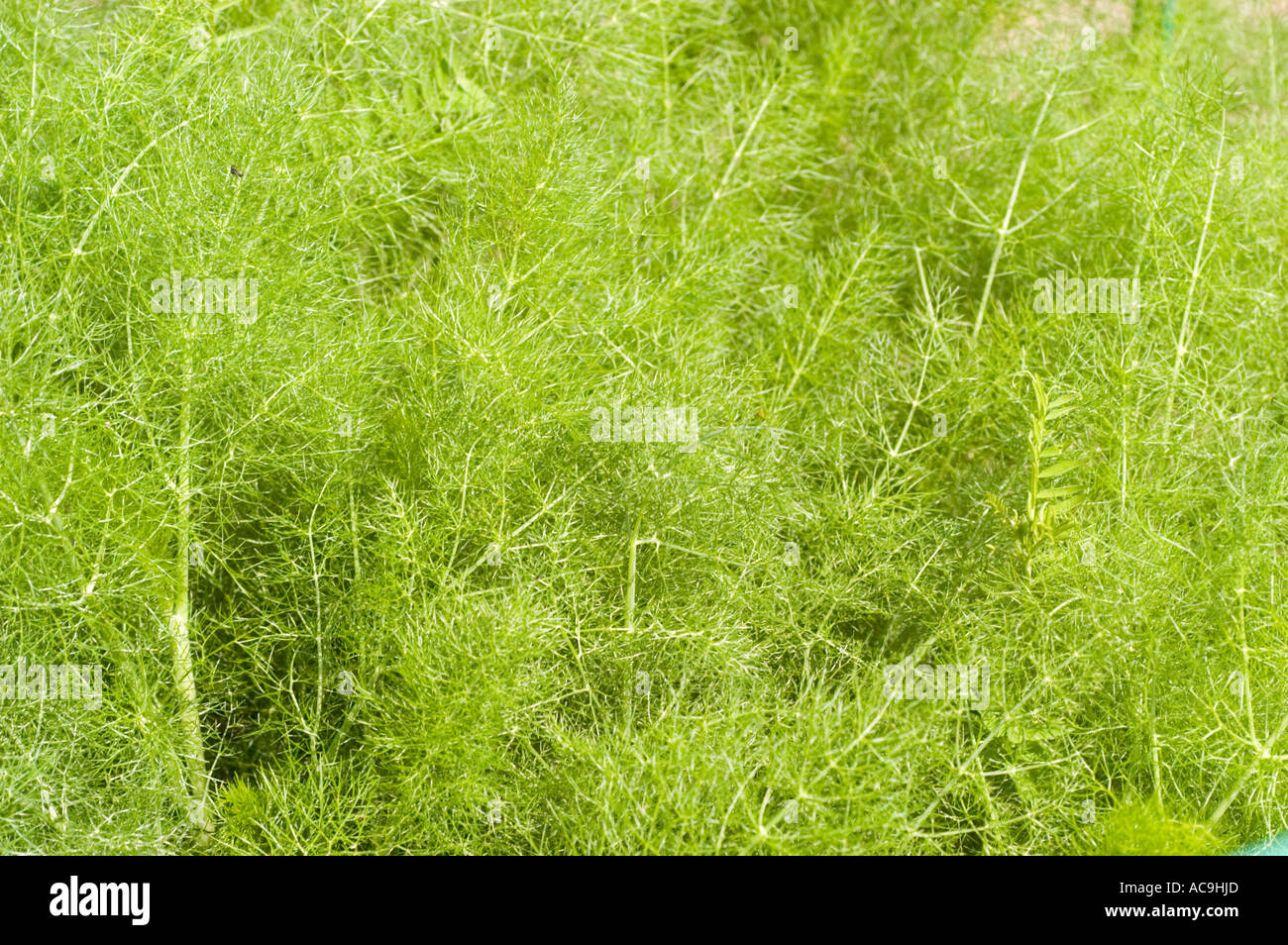 Florence fennel the foliage hi-res stock photography and images - Alamy