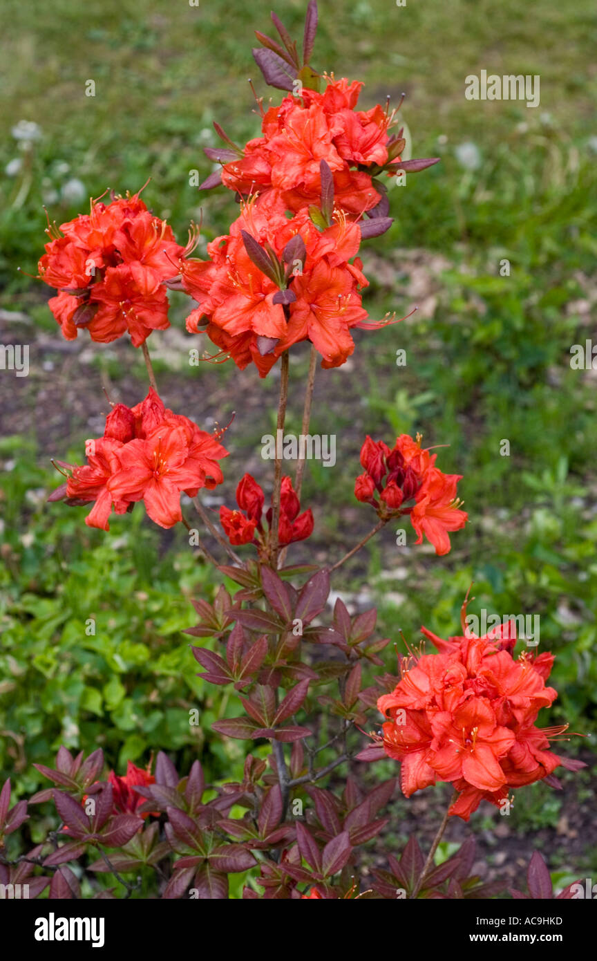 Flowers close up of red azalea Ericaceae Rhododendron Fireball Stock ...