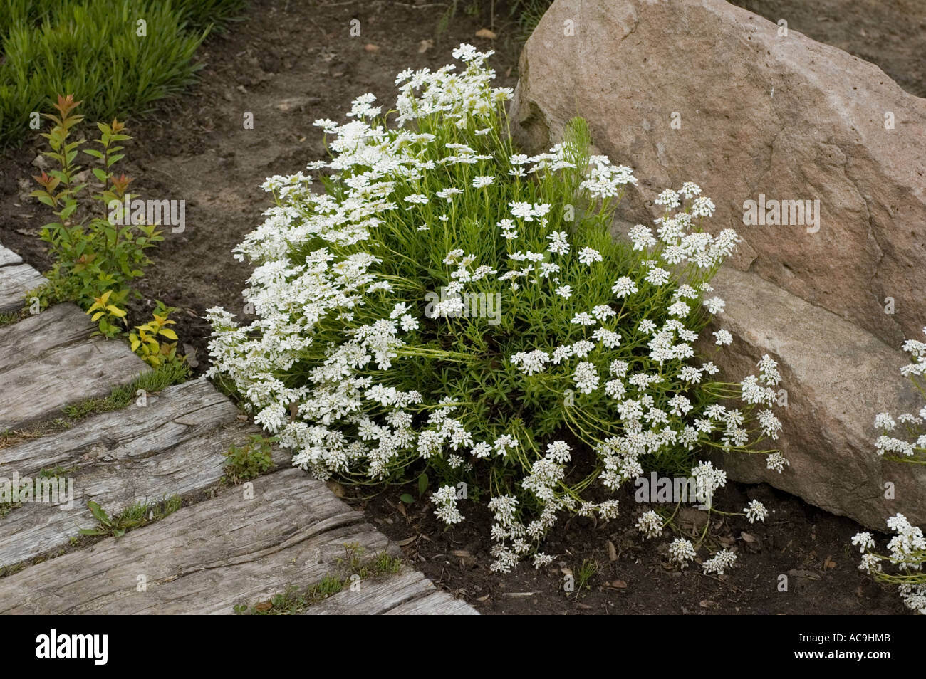 Green plant and white flowers of CANDYTUFT Cruciferae Iberis ...