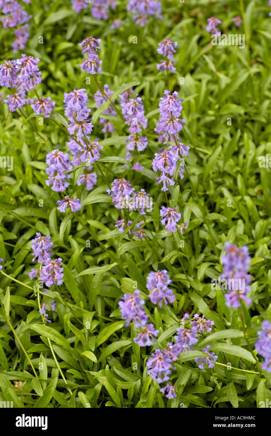 Blue flowers of Small flowered Penstemon Scrophulariaceae Penstemon ...