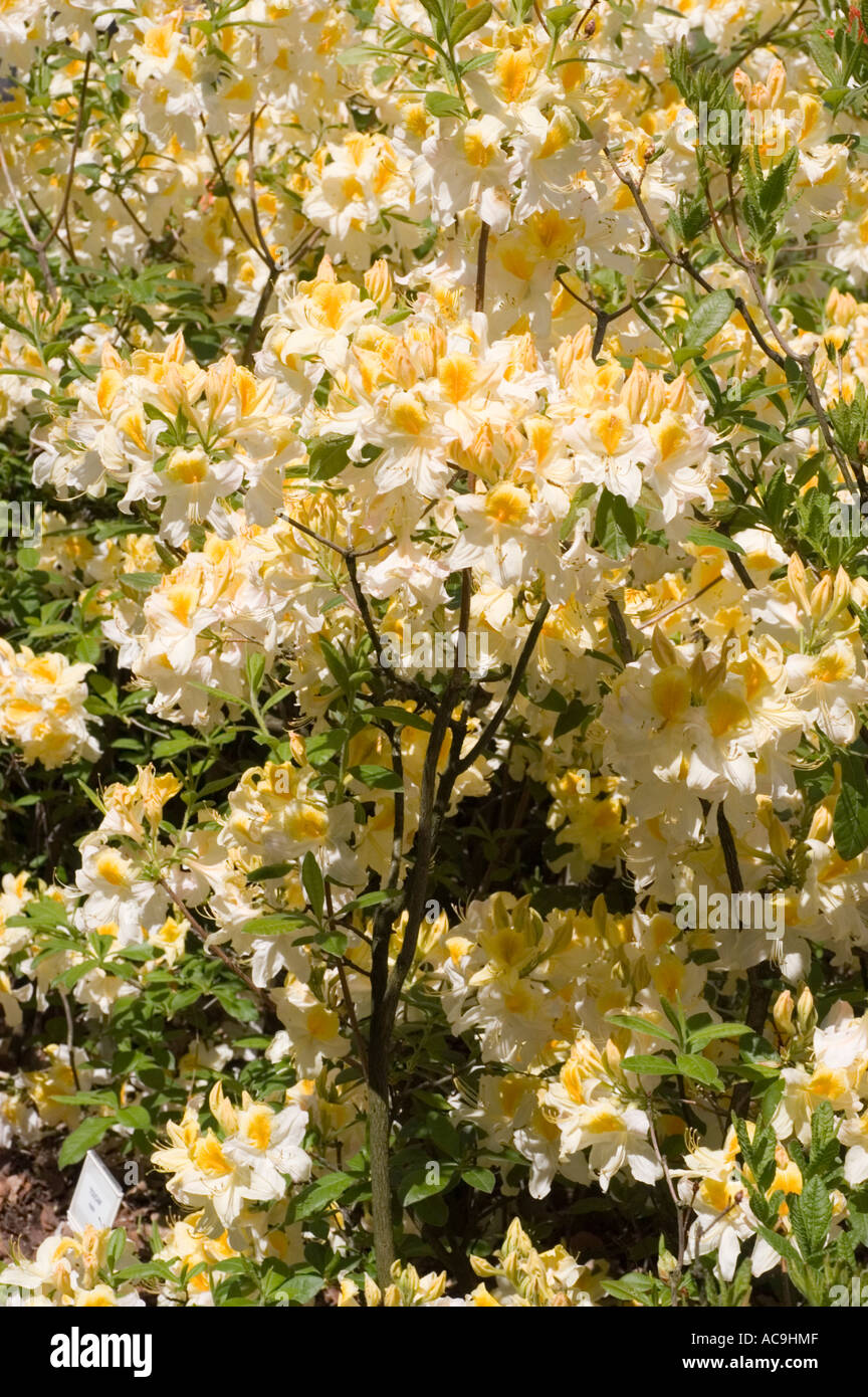 Pale yellow azalea Ericaceae Rhododendron Toucan Stock Photo - Alamy