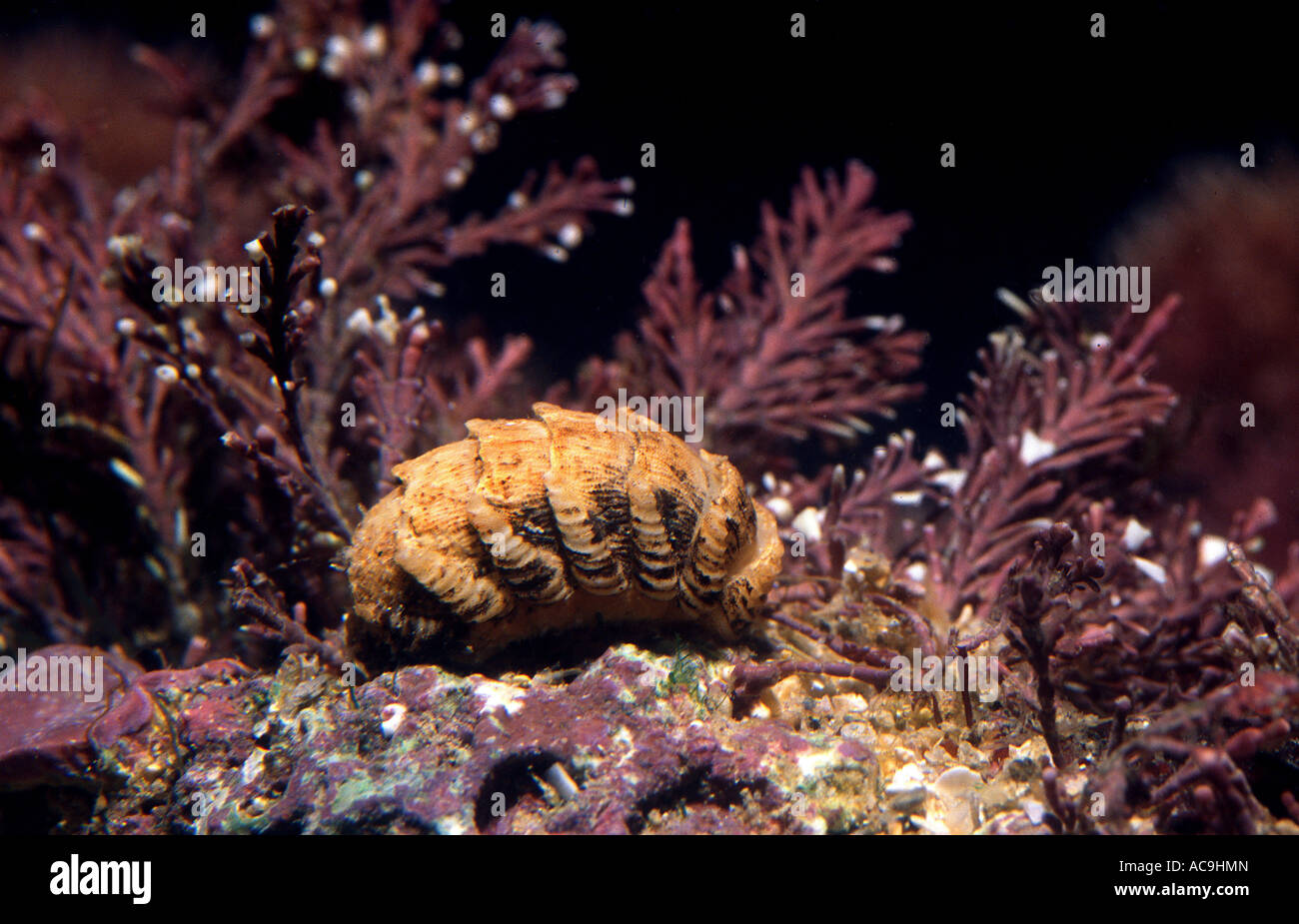 Chiton hi-res stock photography and images - Alamy