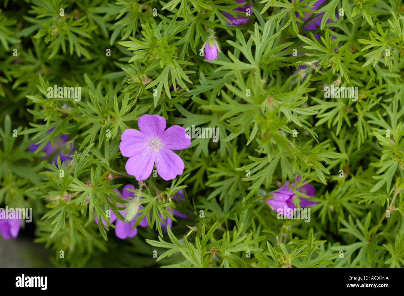 Flowers of cranesbill Geraniaceae Geranium sanguineum Caucasus range ...