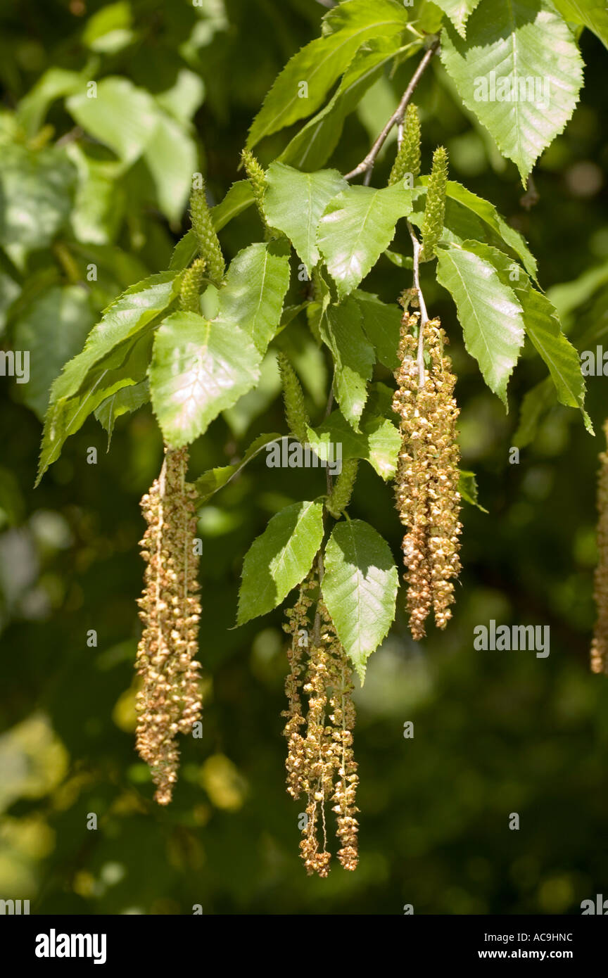 Betula alleghaniensis hi-res stock photography and images - Alamy