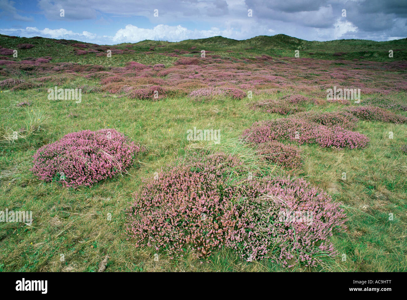 Heather flowering on sand dunes Calluna vulgaris Texel The Netherlands ...