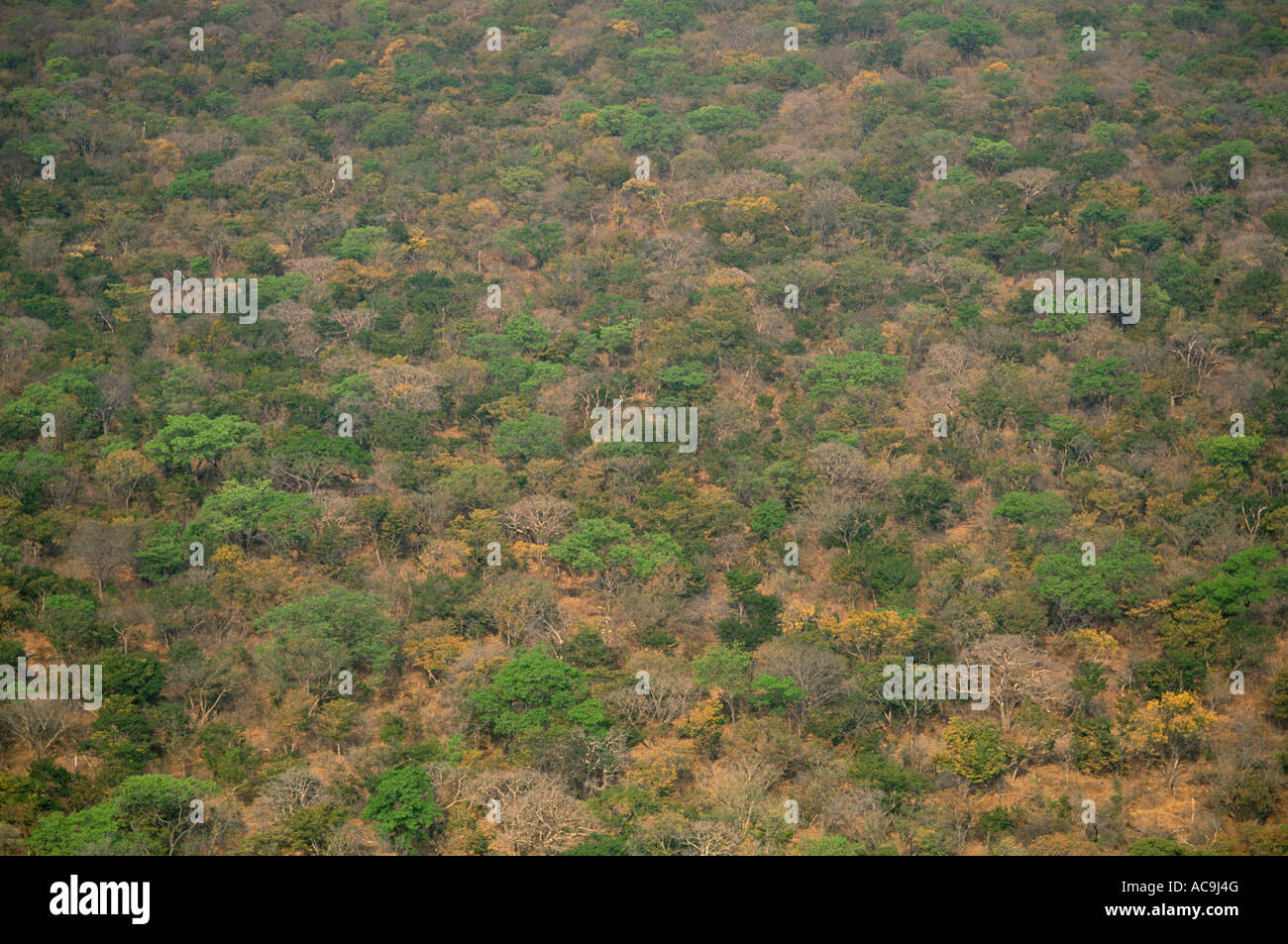 Aerial view of Victoria Falls NP forest Zimbabwe Stock Photo - Alamy
