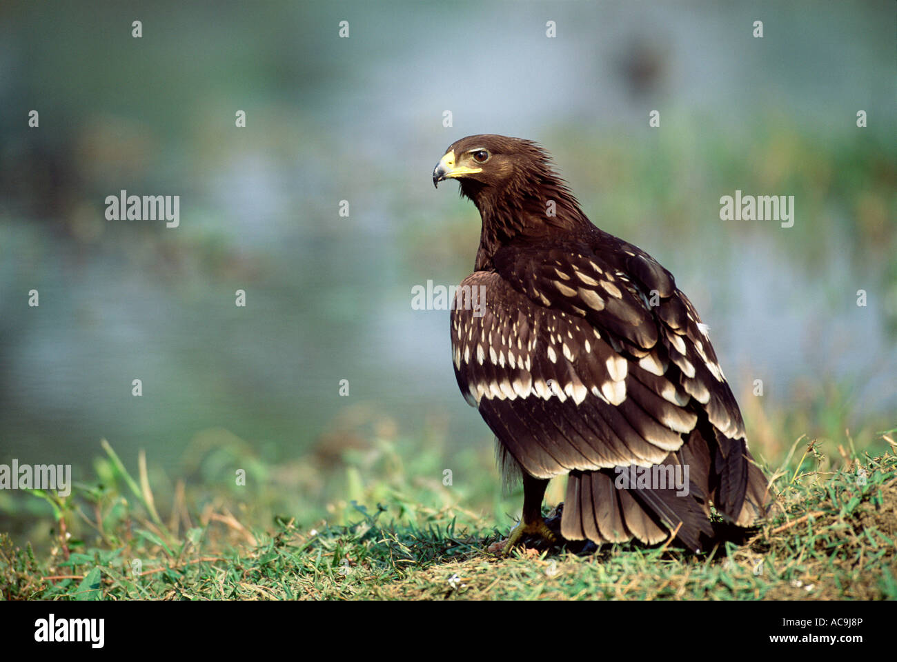 Greater spotted eagle juvenile Aquila clanga Keoladeo Ghana NP ...