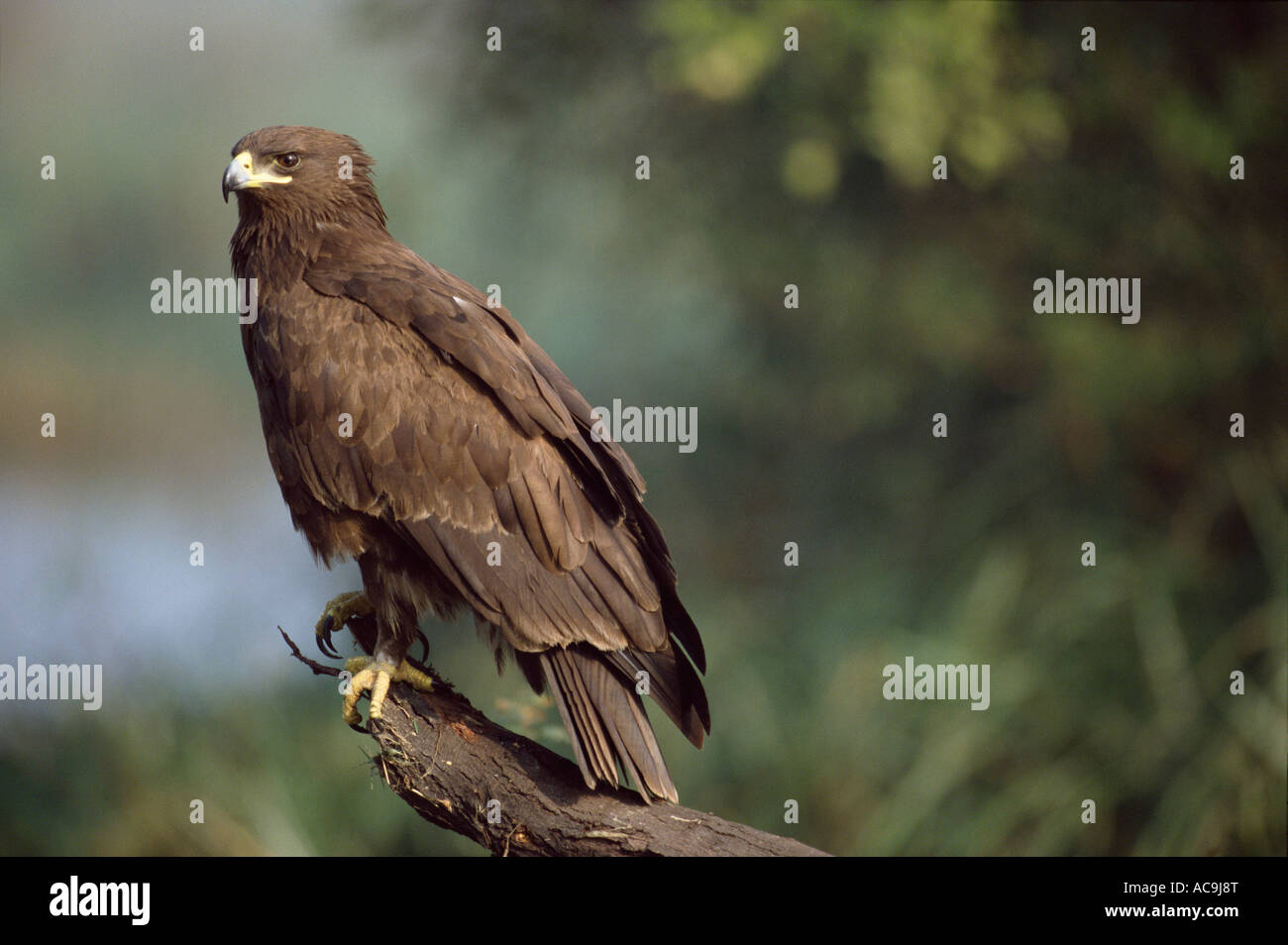Greater spotted eagle adult Aquila clanga Keoladeo Ghana NP Bharatpur ...