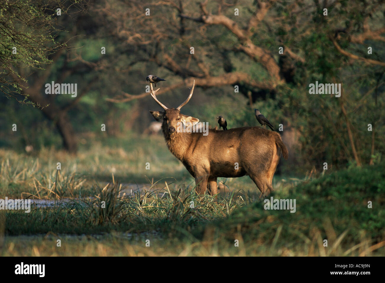 Indian sambar deer Cervus unicolor with House crows Corvus splendens ...