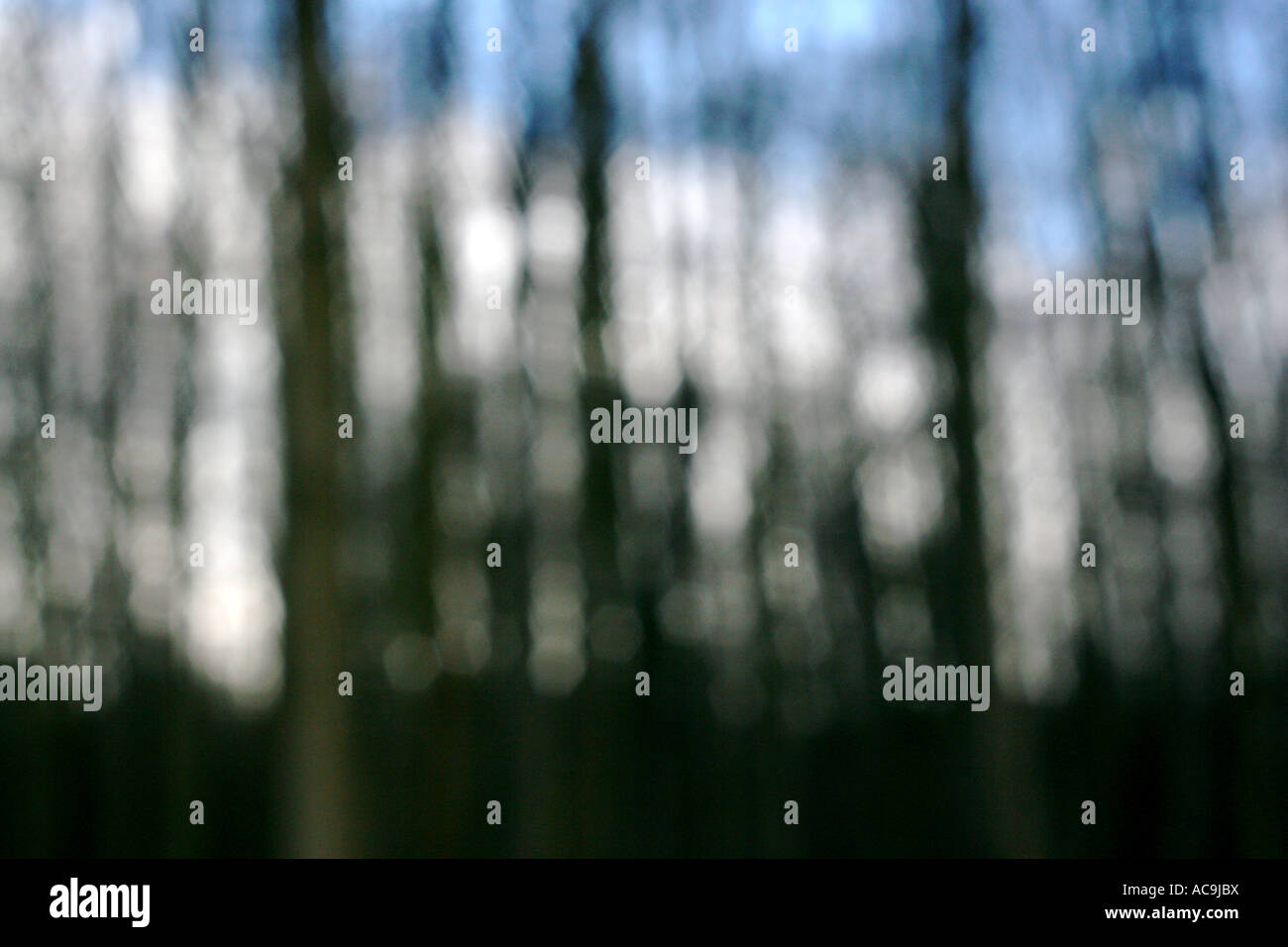 Neither the Wood nor the Trees, Chilterns, UK Stock Photo - Alamy