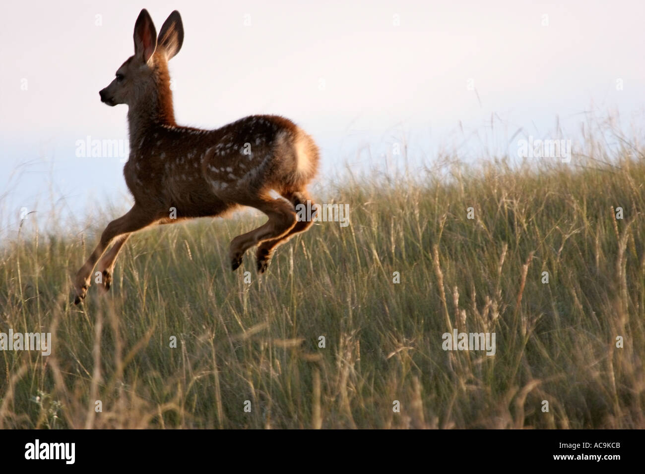 Southern mule deer hi-res stock photography and images - Alamy