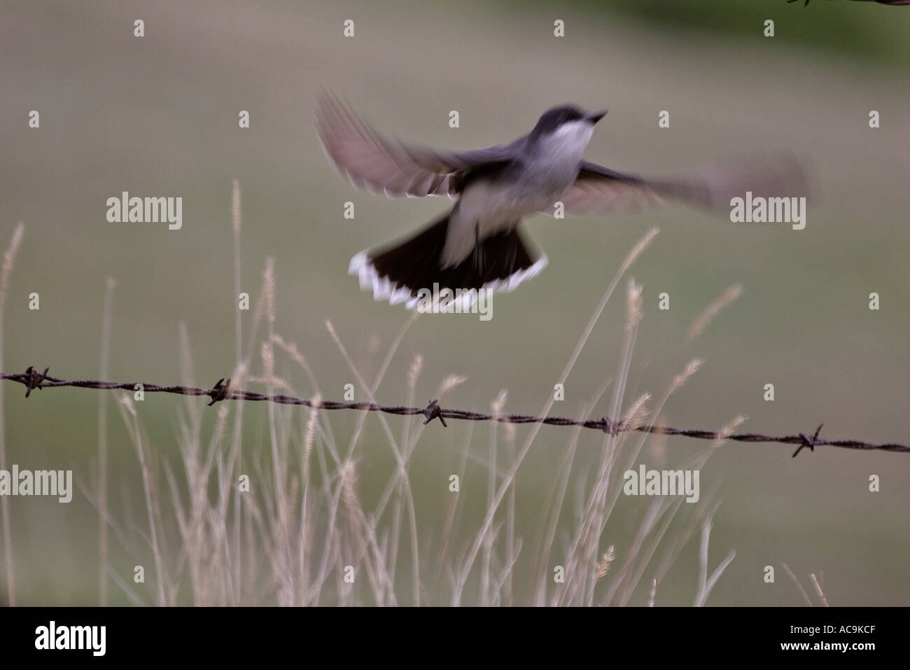 Eastern kingbird in flight hi-res stock photography and images - Alamy