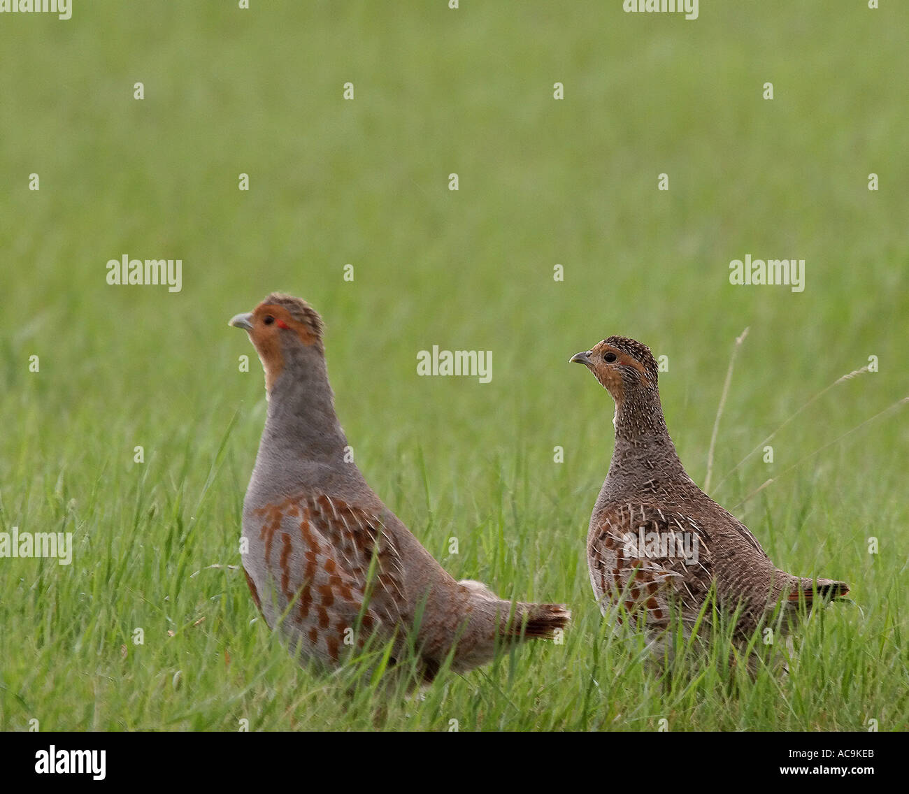 Gray Partridge mated pair in scenic Southern Saskatchewan Canada Stock ...