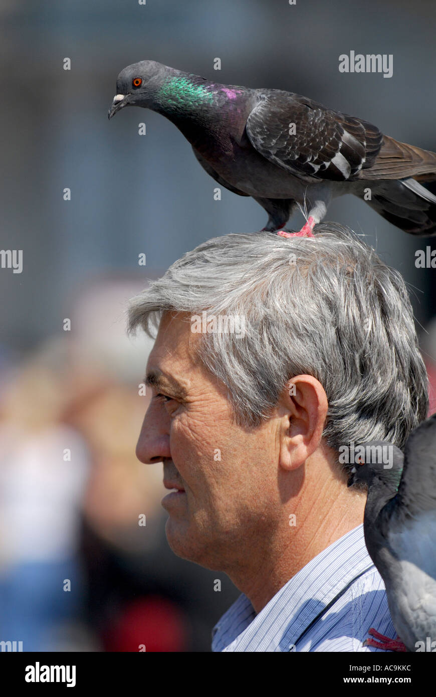 Pigeons in St Marks Square Venice Italy Stock Photo - Alamy