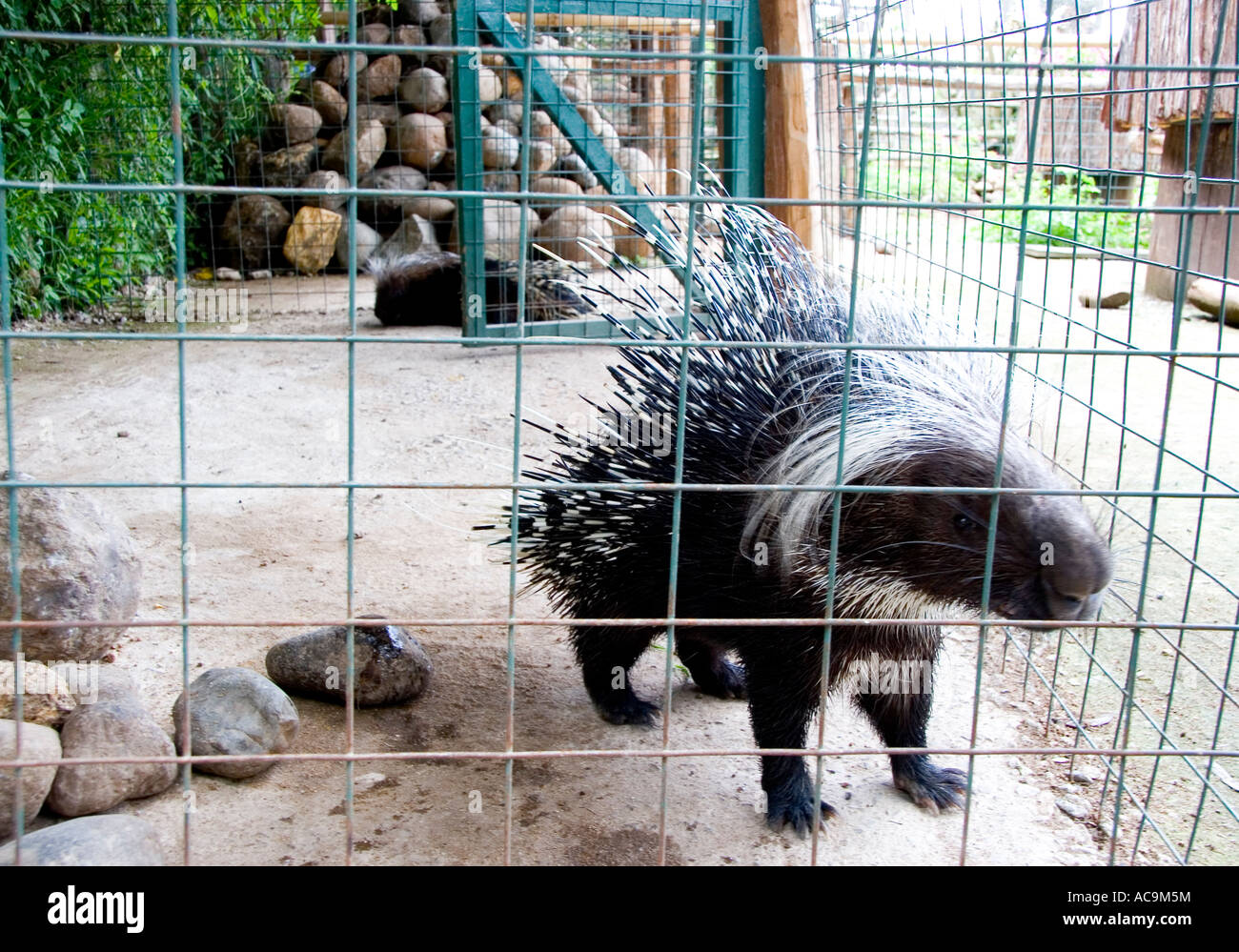 Skunk animal hi-res stock photography and images - Alamy