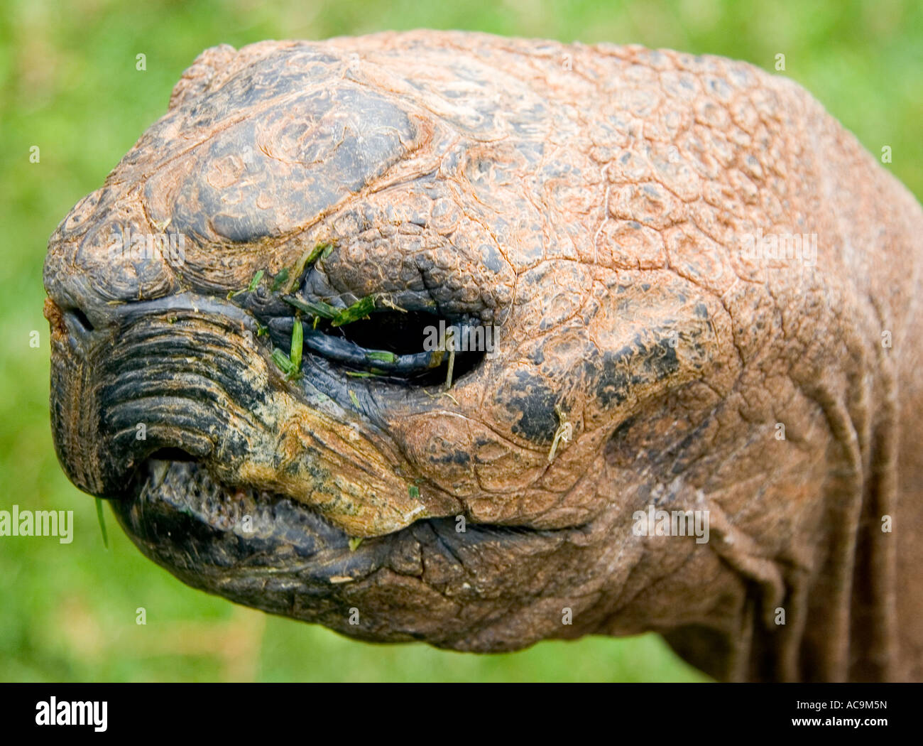 Tortoise, Mount Kenya Safari Club, Kenya Stock Photo - Alamy