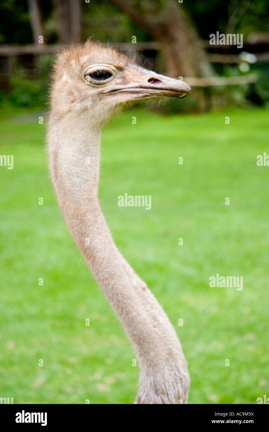 Mount emu hi-res stock photography and images - Alamy