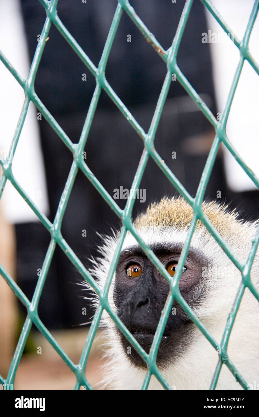 Monkey club hi-res stock photography and images - Alamy