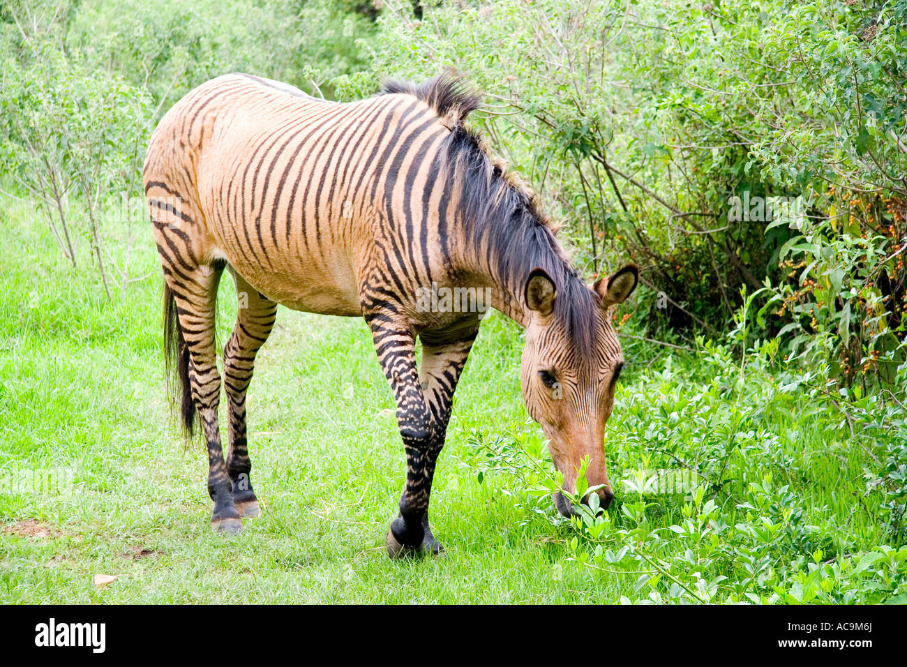 Zebroid