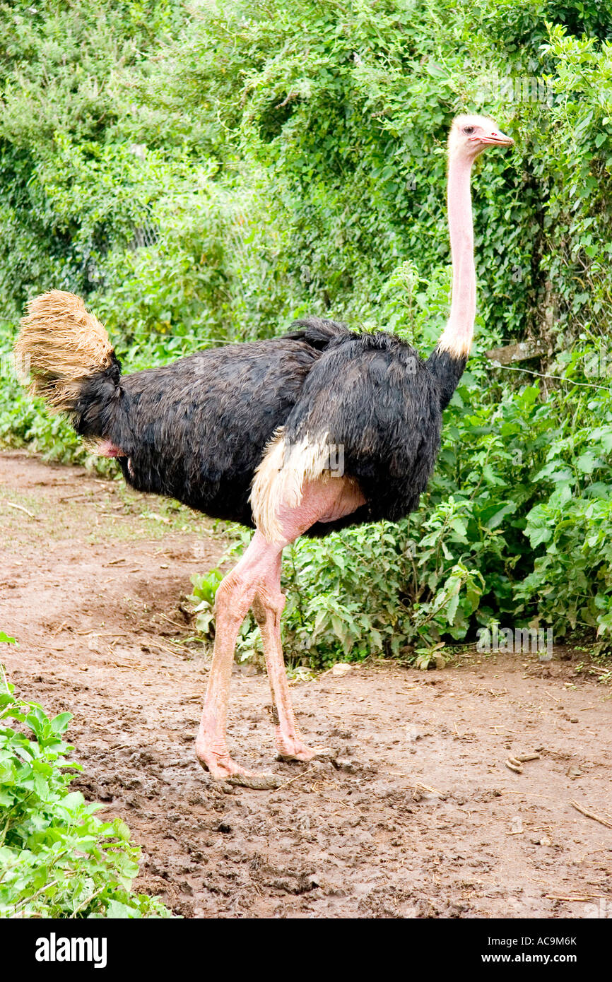 Ostrich, Mount Kenya Safari Club, Kenya Stock Photo - Alamy