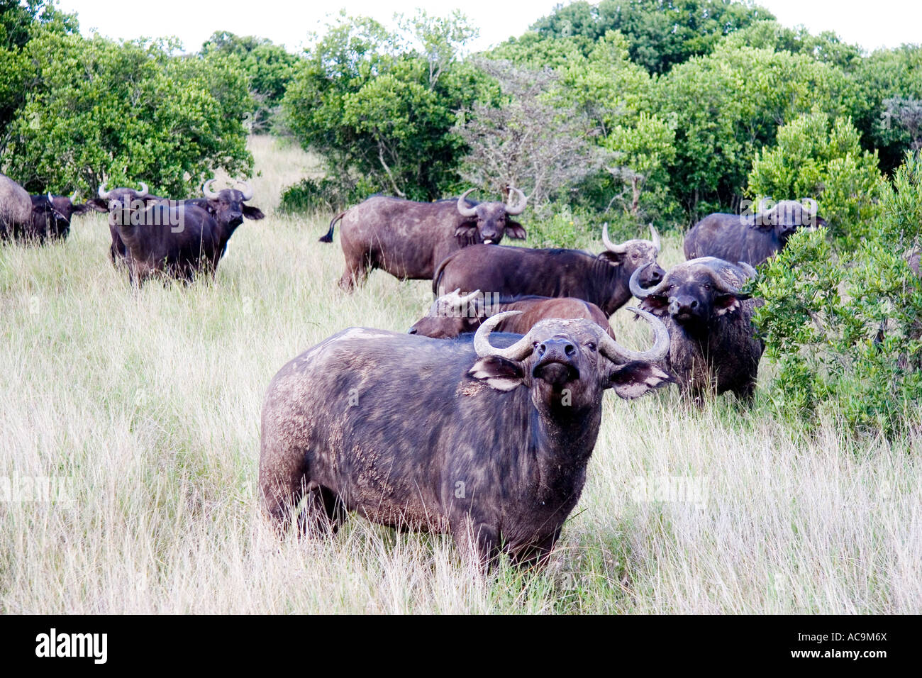 African Buffalo, Mount Kenya National Park, Africa Stock Photo - Alamy