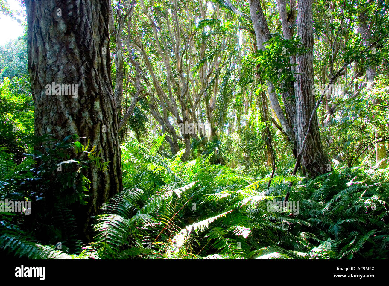 Jozani Forest, Zanzibar, Tanzania Stock Photo - Alamy