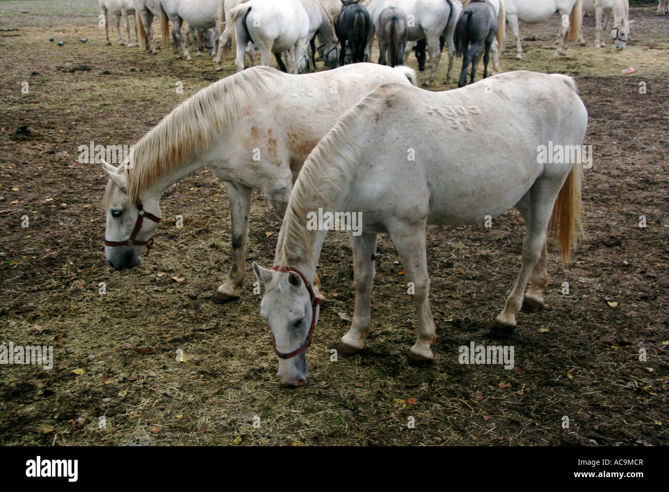 Lipizzaner Horses, Lipica, Slovenia Stock Photo - Alamy