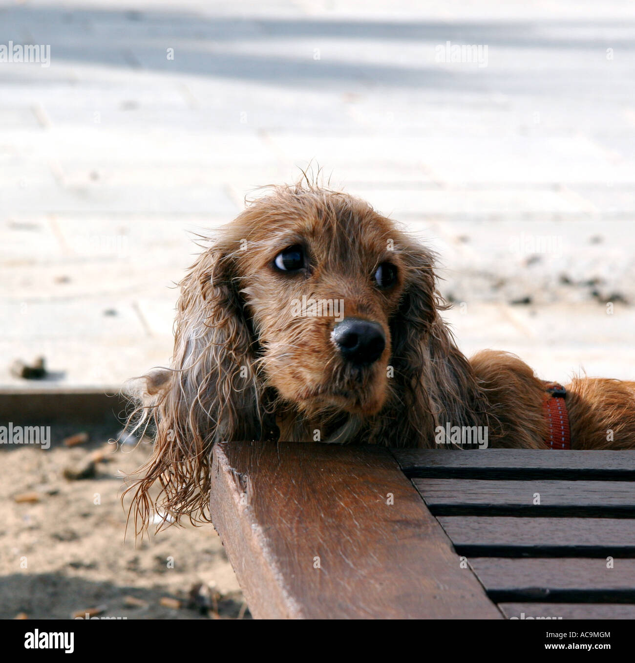Springer spaniel looking sad hi-res stock photography and images - Alamy