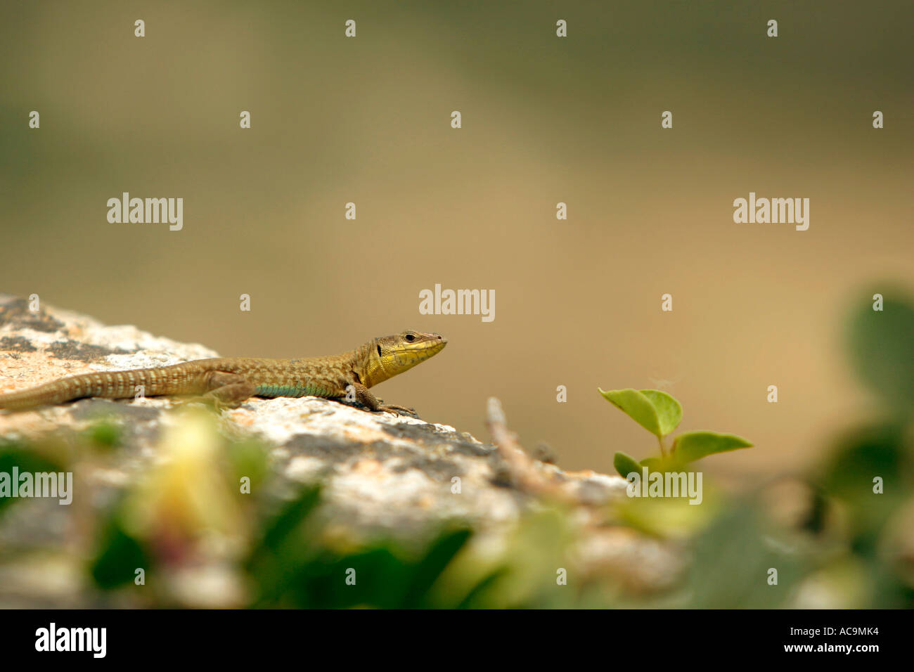Maltese wall lizard malta hi-res stock photography and images - Alamy