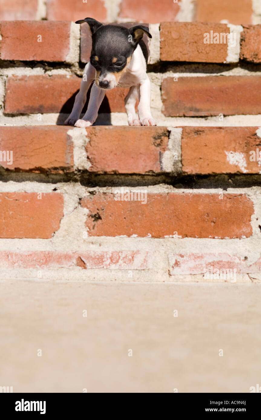 Tiny Rat Terrier Puppy on Giant Stairs Stock Photo - Alamy