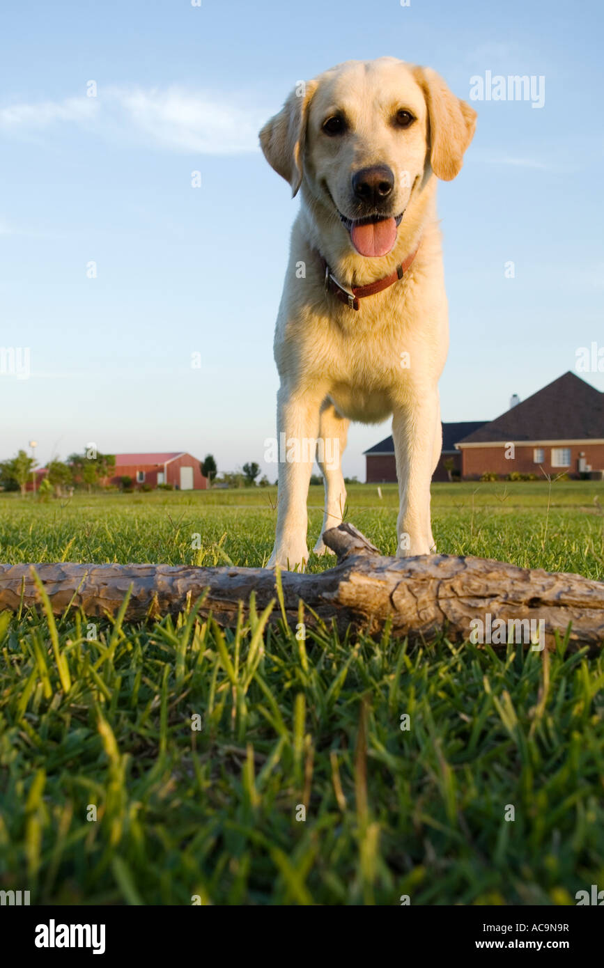 Yellow Lab Pleading to Play Fetch with Oversized Log Stock Photo - Alamy