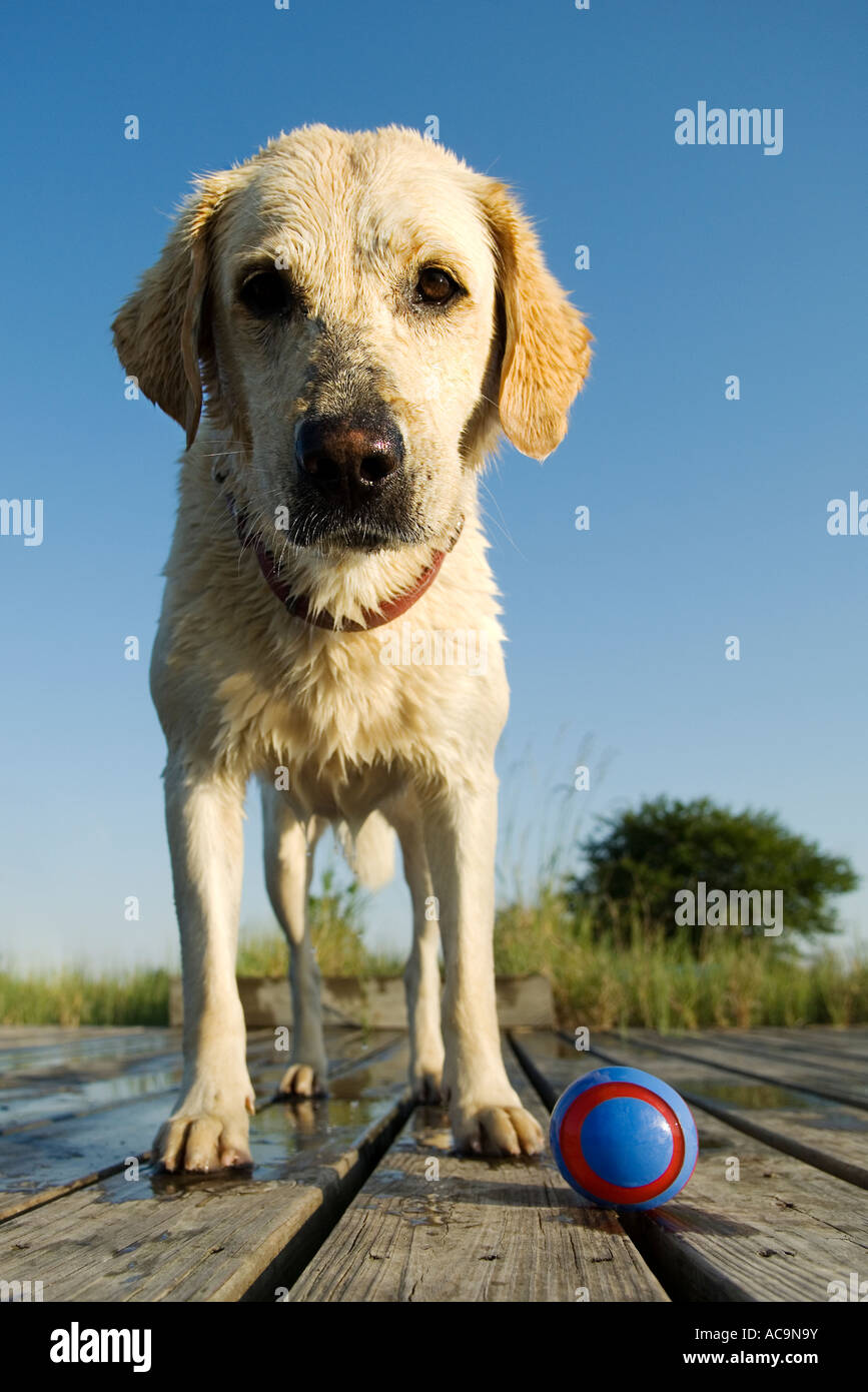 Portrait of Very Serious Yellow Lab Ready to Play Fetch Stock Photo - Alamy