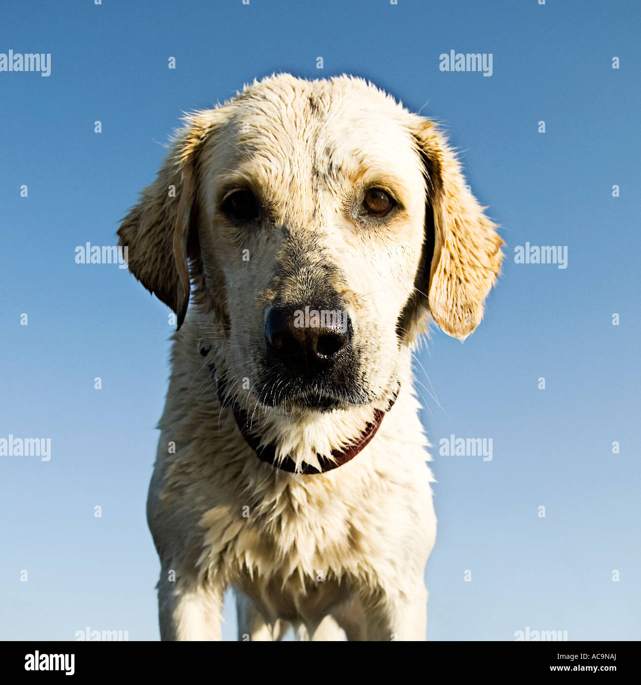 Portrait of Very Serious Yellow Lab Dripping Wet Stock Photo - Alamy