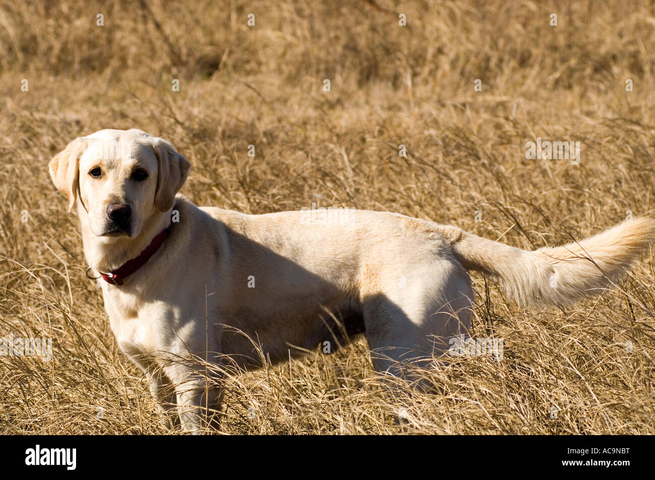 Yellow Lab Standing in Grass Stock Photo - Alamy
