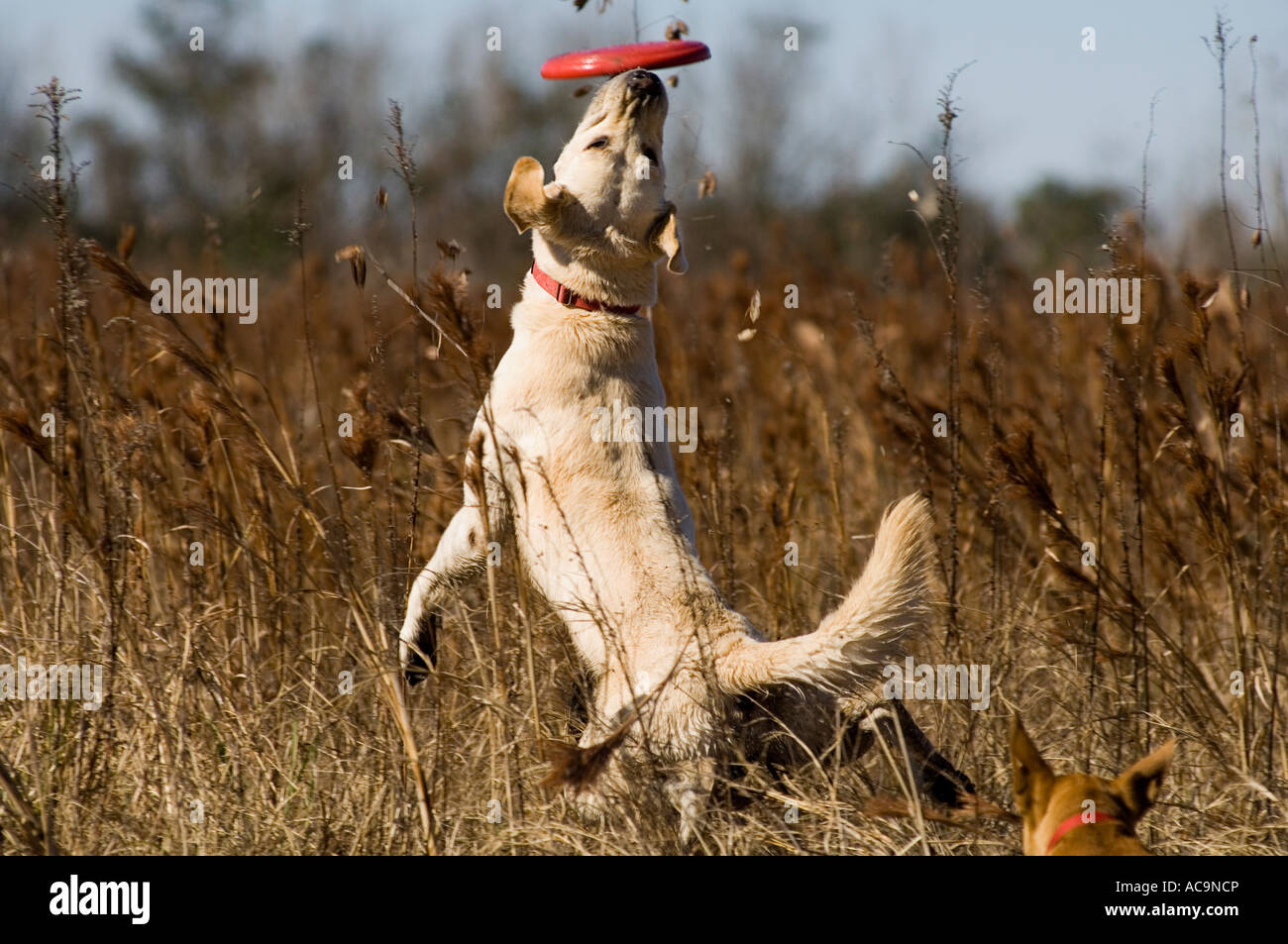 Labrador retriever with frisbee hi-res stock photography and images - Alamy