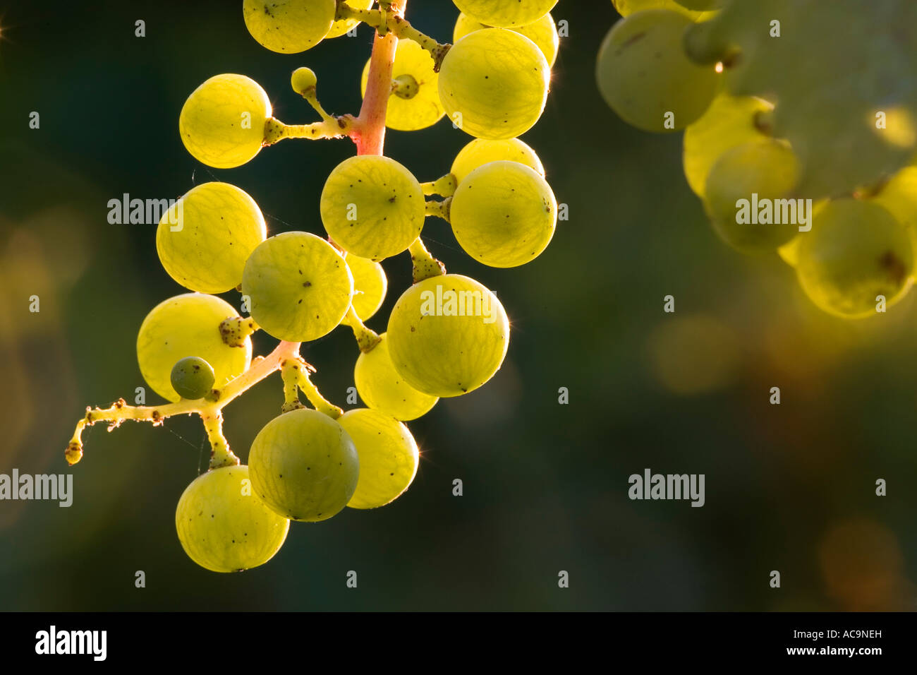 Young grapes in a vinyard near Weingarten Black Forest Germany July ...