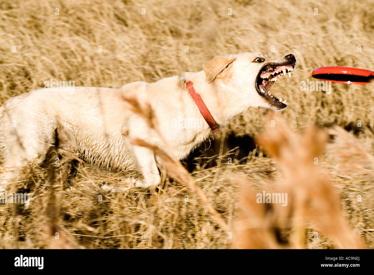 Yellow Lab Biting at Frisbee in Flight Stock Photo - Alamy
