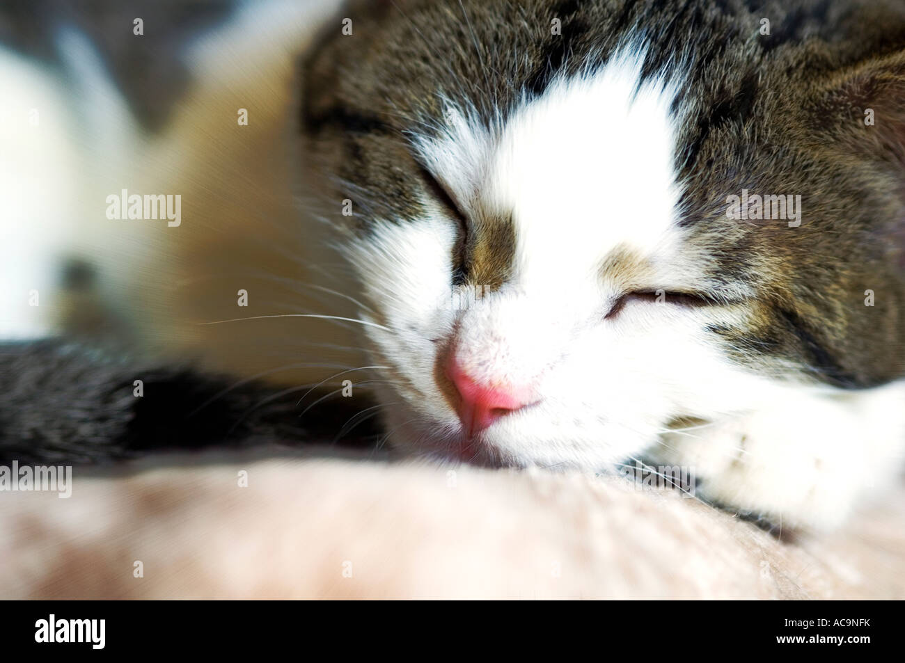 Calico Cat Sleeping Stock Photo - Alamy